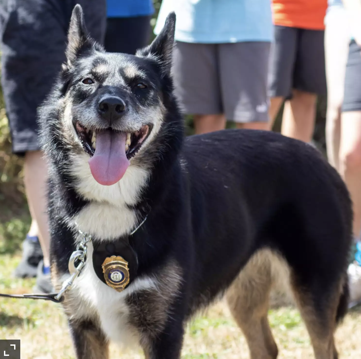 Remembering Ruby: Rhode Island’s Rescue Wonder Dog – JournoDog Chronicles